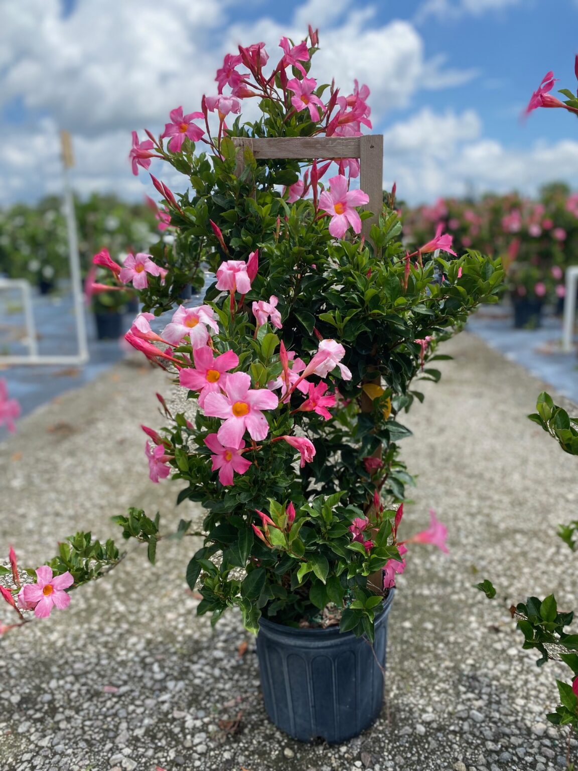 Mandevilla Trellis – Country Joe's Nursery, Inc.