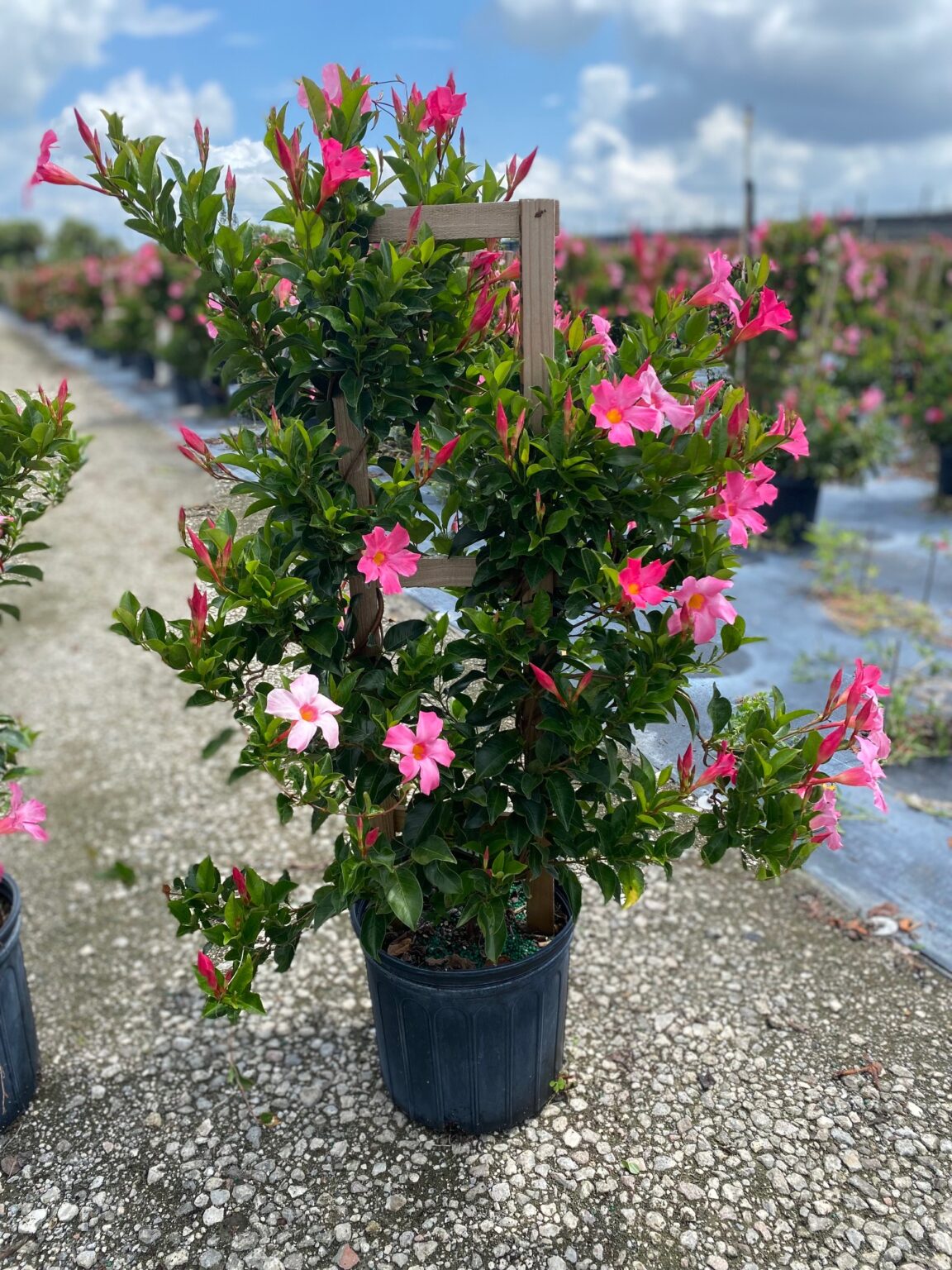 Mandevilla Trellis – Country Joe's Nursery, Inc.
