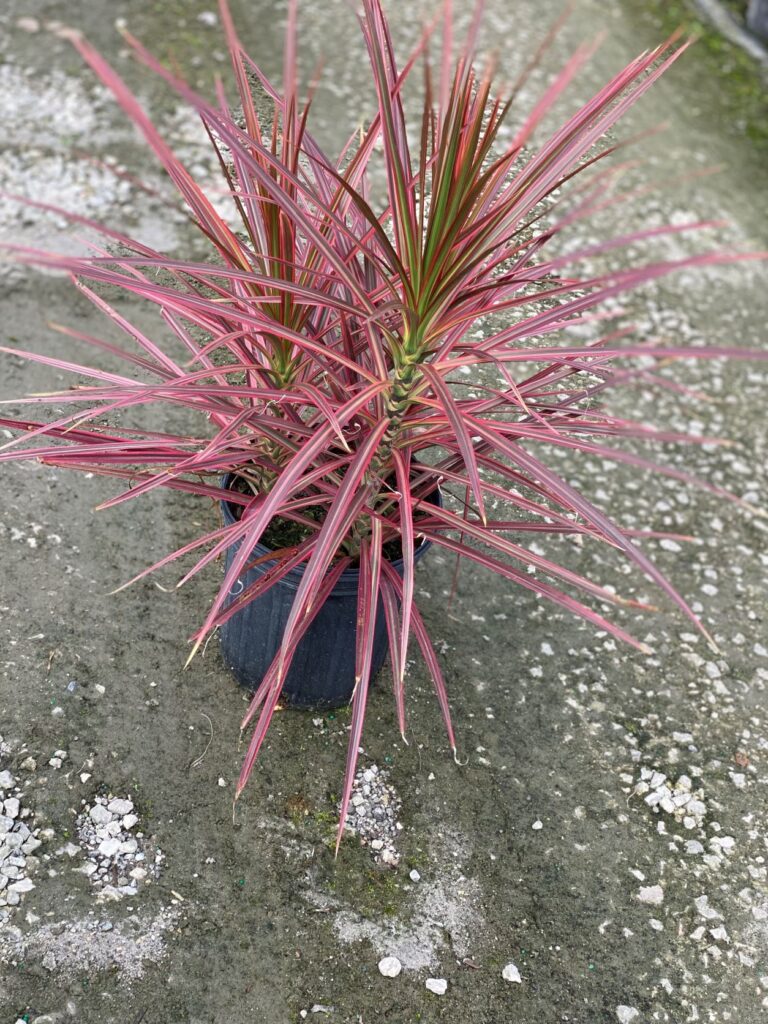 Dracaena Colorama – Country Joe's Nursery, Inc.