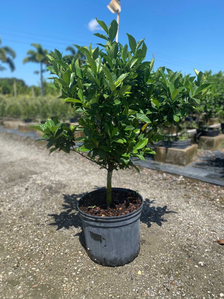 Country Joe's Nursery, Inc.